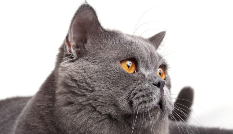 British cat: breed characteristics, that is, everything you need to ...