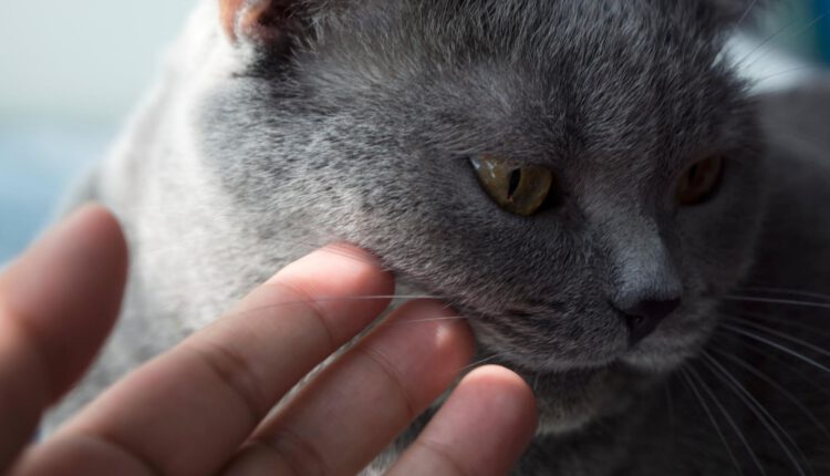 British cat care: what is worth remembering? - Pet Facts